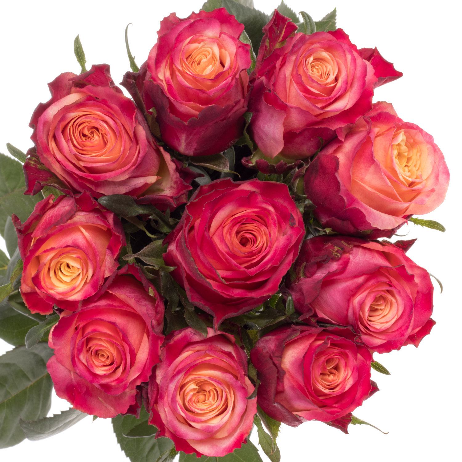 Rose gelb/rot Mai Tai 60cm (Rosen Import Zweifarbig) | Heyl ...