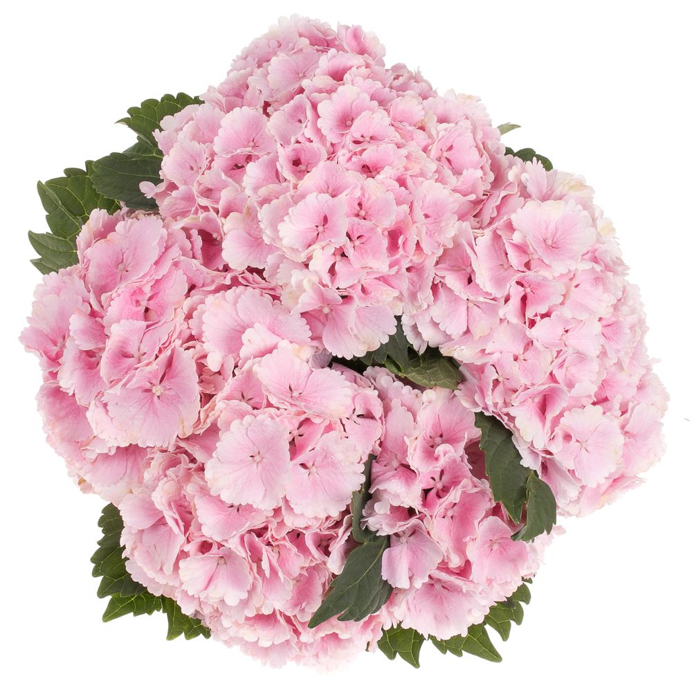 Hortensie rosa Lolly Pop Bol 18cm 60cm (Hortensien) | Heyl ...