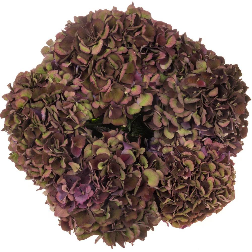 Hortensie dunkel lila/grün Ruby Red cl Bol 14cm 50cm (Hortensien ...