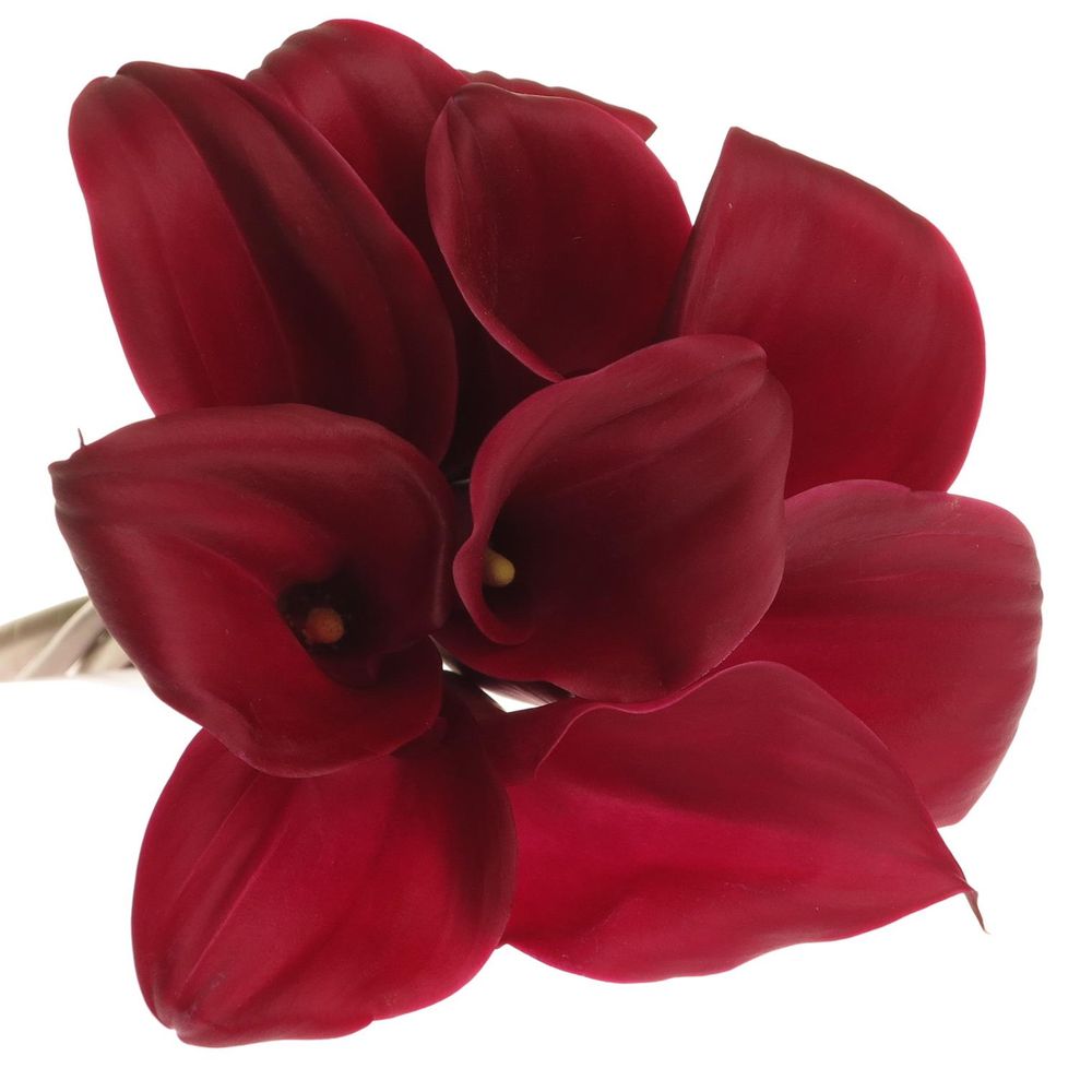 Calla rot Majestic 45cm (Calla ) | Heyl - Blumengroßhandel ...