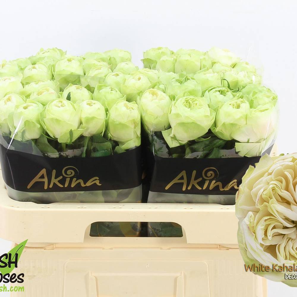 Rose weiss White Kahala 60cm gefüllt (Rosen weisston) | Heyl ...