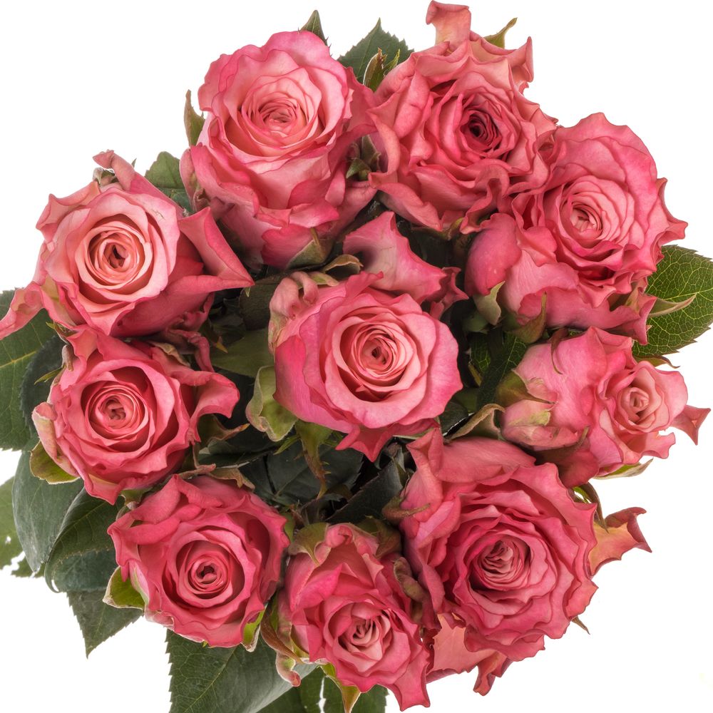 Rose rosa Ramonda 60cm (Rosen zweifarbig) | Heyl - Blumengroßhandel ...