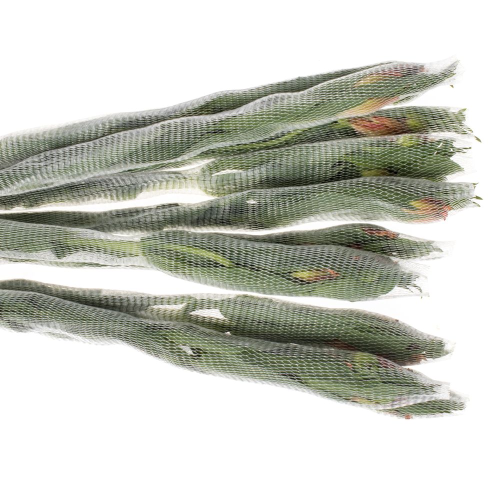 Alstroemerie dunkel gelb Jaffa (Ecuador) 75cm (Alstroemerien) | Heyl ...