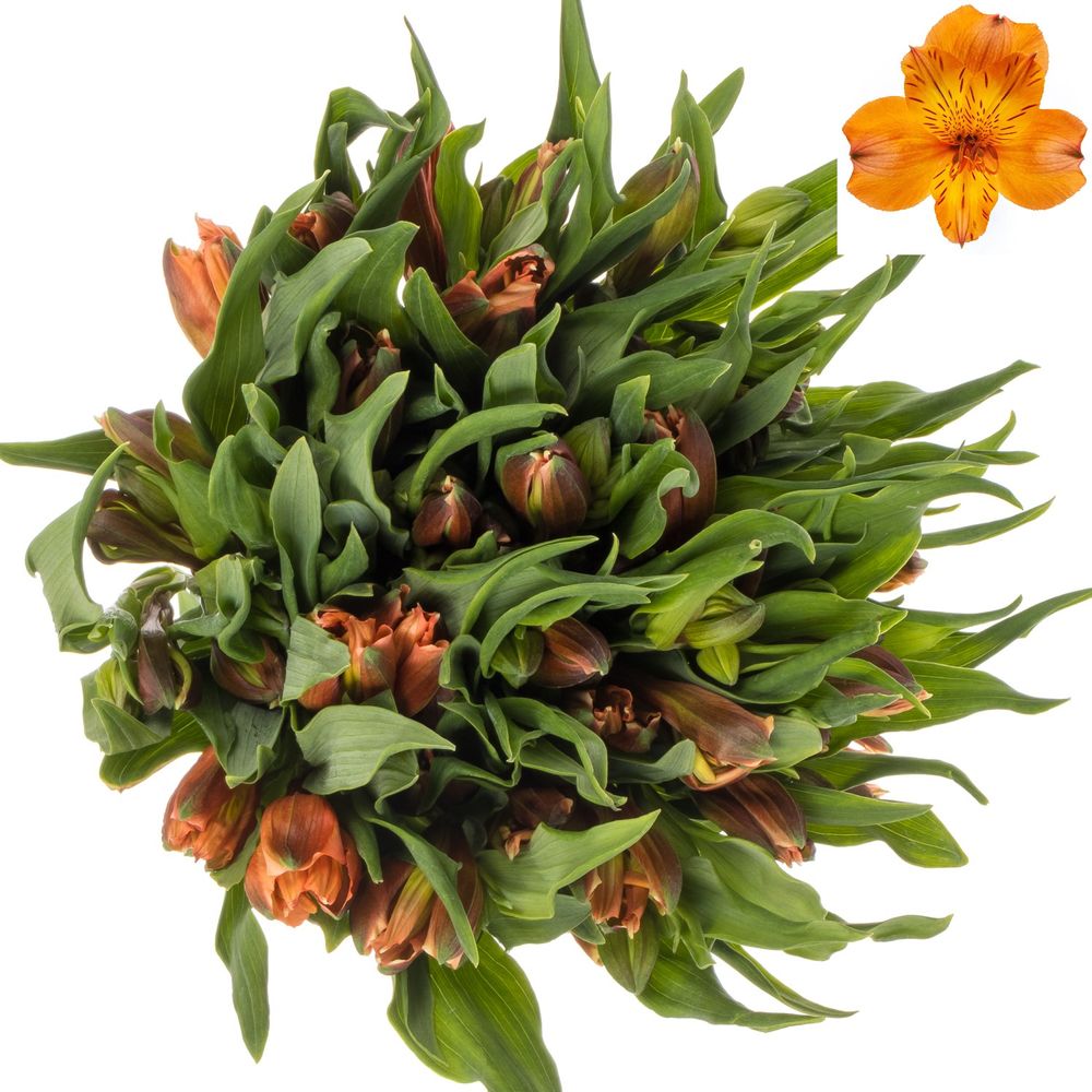 Alstroemerie dunkel gelb Jaffa (Ecuador) 75cm (Alstroemerien) | Heyl ...