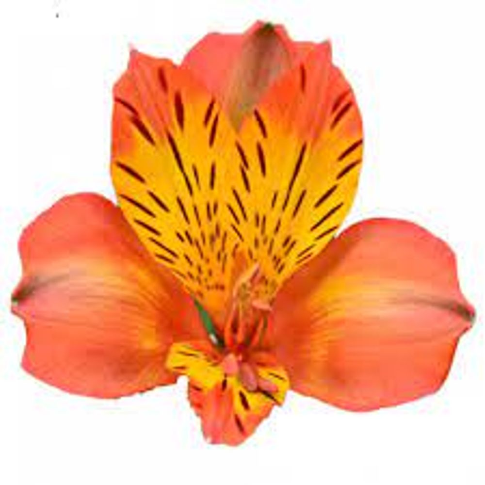 Alstroemerie dunkel gelb Jaffa (Ecuador) 75cm (Alstroemerien) | Heyl ...