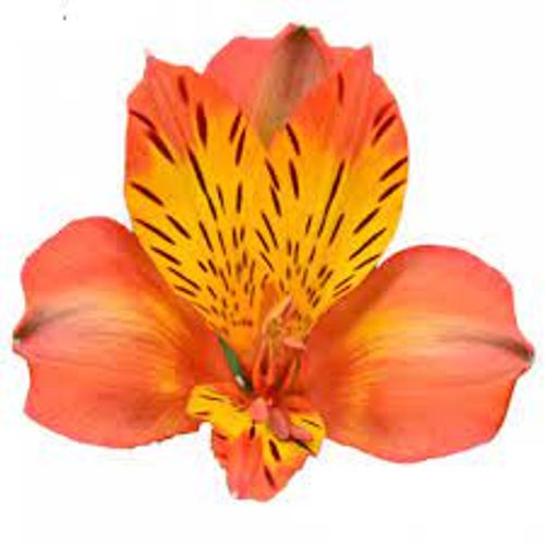 Alstroemerie dunkel gelb Jaffa (Ecuador) 75cm (Alstroemerien) | Heyl ...