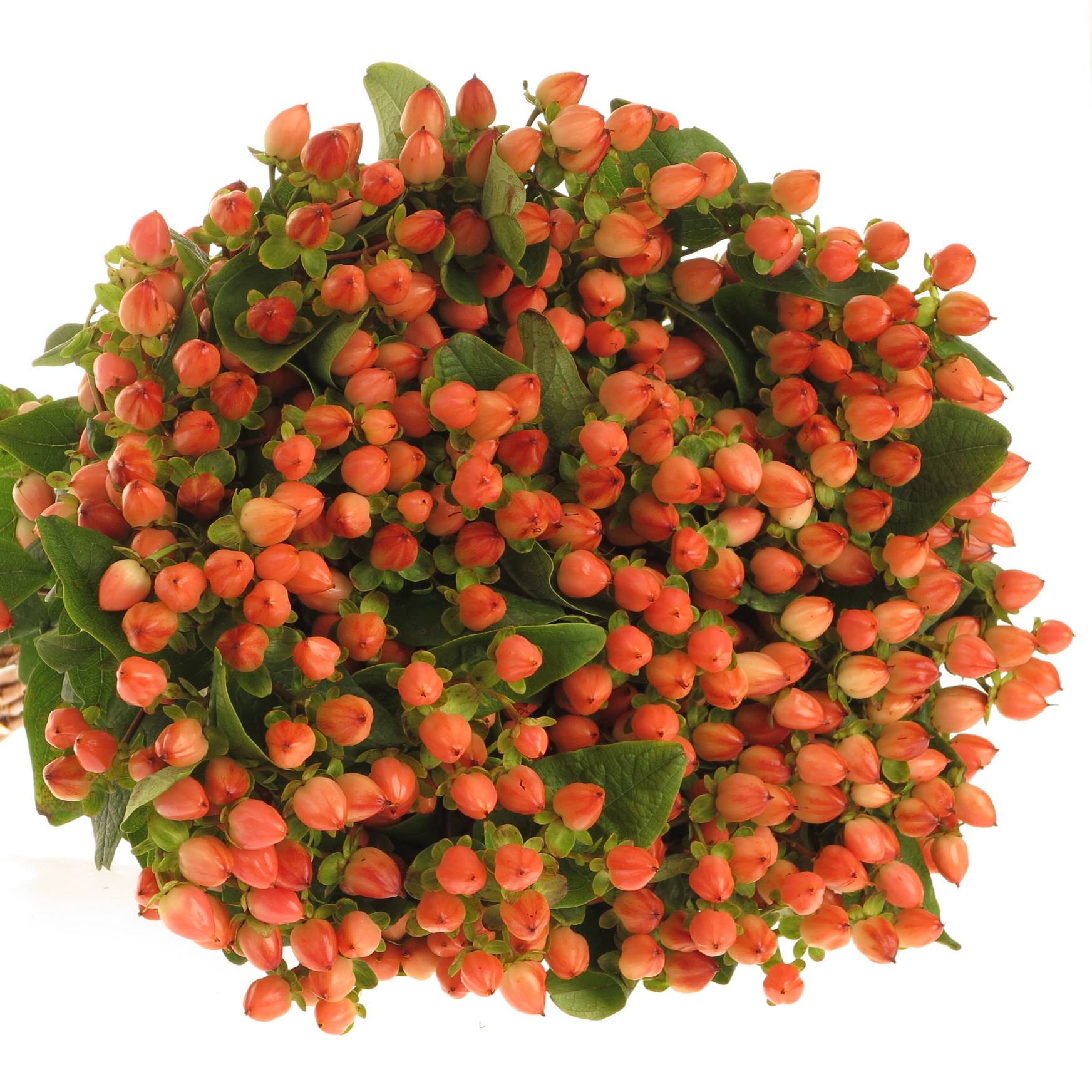 Hypericum rot Magical Royal Princess 60cm (Hypericum) | Heyl ...