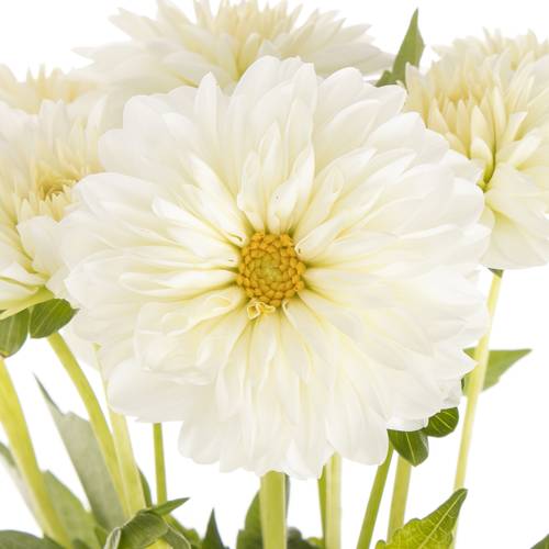 Dahlia weiss/creme White Cap 60cm (Dahlien) | Heyl - Blumengroßhandel ...