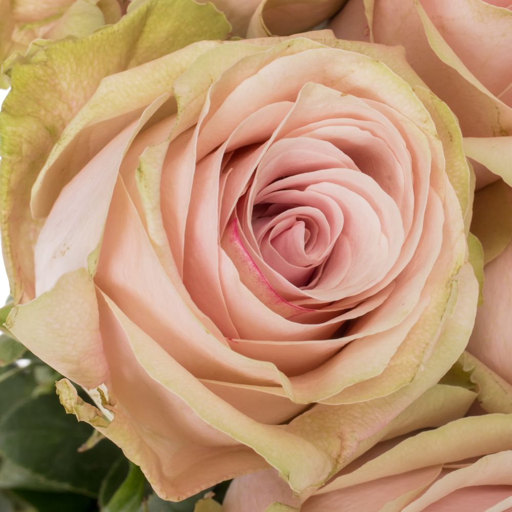 Rose rosa Paloma Romina 40cm (Rosen Import Zweifarbig) | Heyl ...