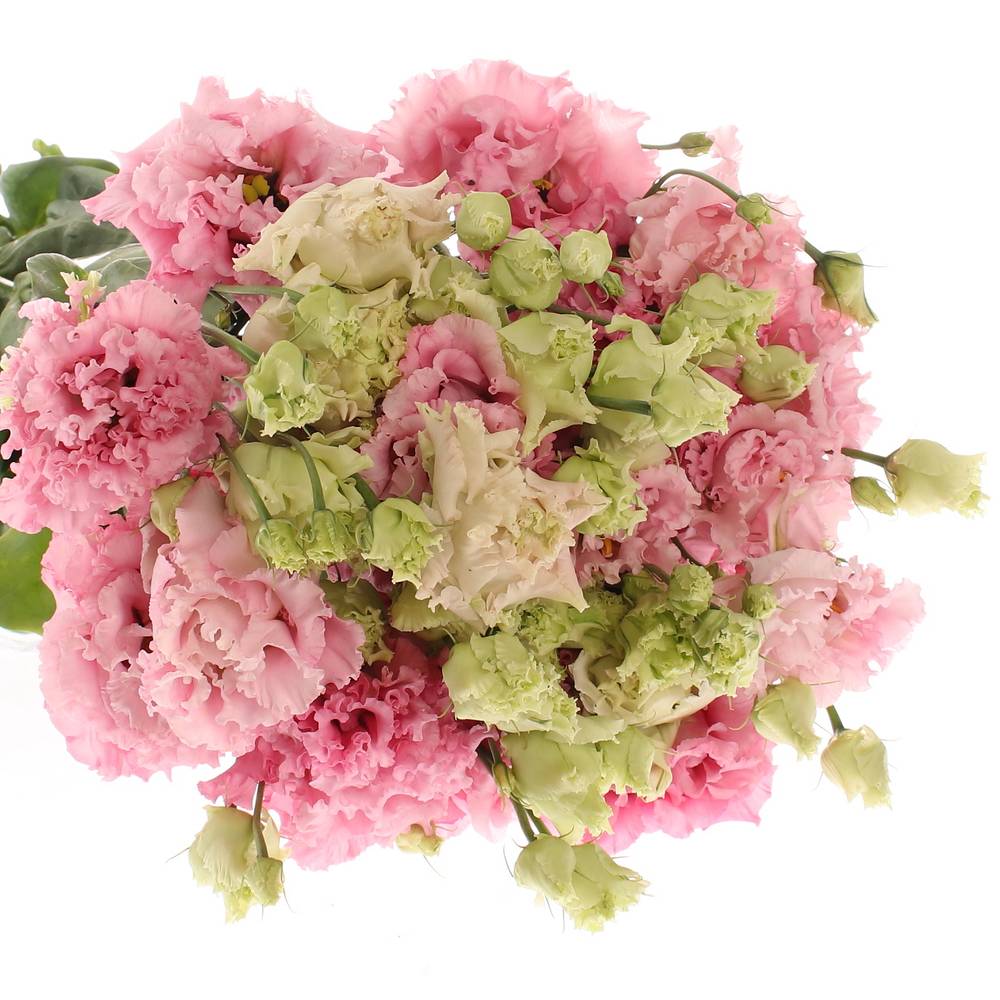 Lisianthus rosa Light Pink Alissa 5+Bl.70cm (Lisianthus) | Heyl ...