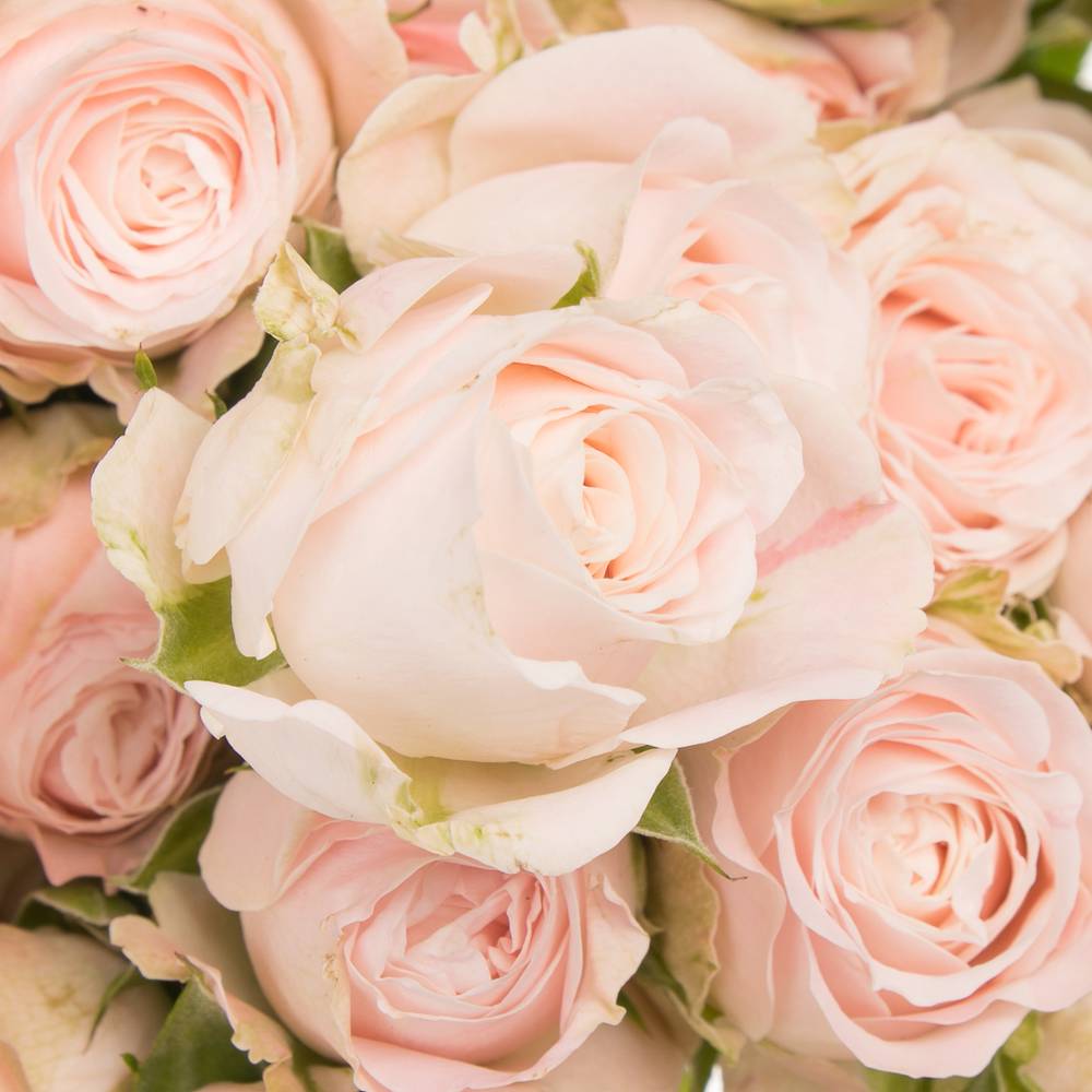 Rose verzweigt hell rosa Bombastic 5+Blüte 70cm (Rosen Tros) | Heyl ...